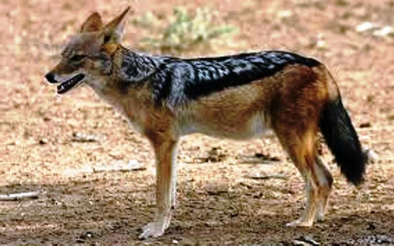 महोत्तरीमा स्यालले टोकेर छ जना घाइते - News Khari